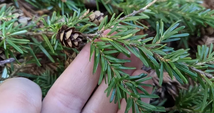 Tsuga (Hemlocks) | Humboldt Life | Lost Coast Outpost | Humboldt County ...