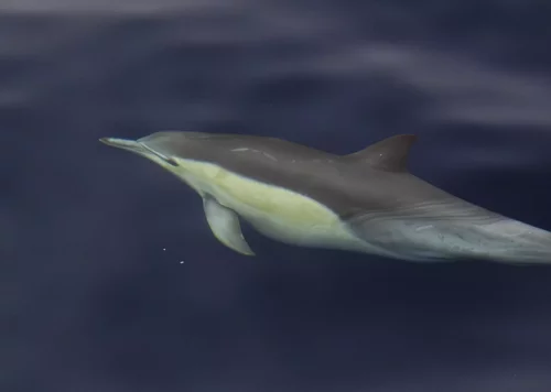 Delphinoidea | Humboldt Life | Lost Coast Outpost | Humboldt County News