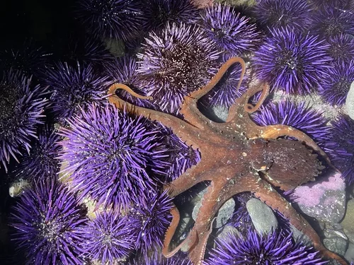 Octopodoidea (Typical octopuses, giant octopuses, and allies ...