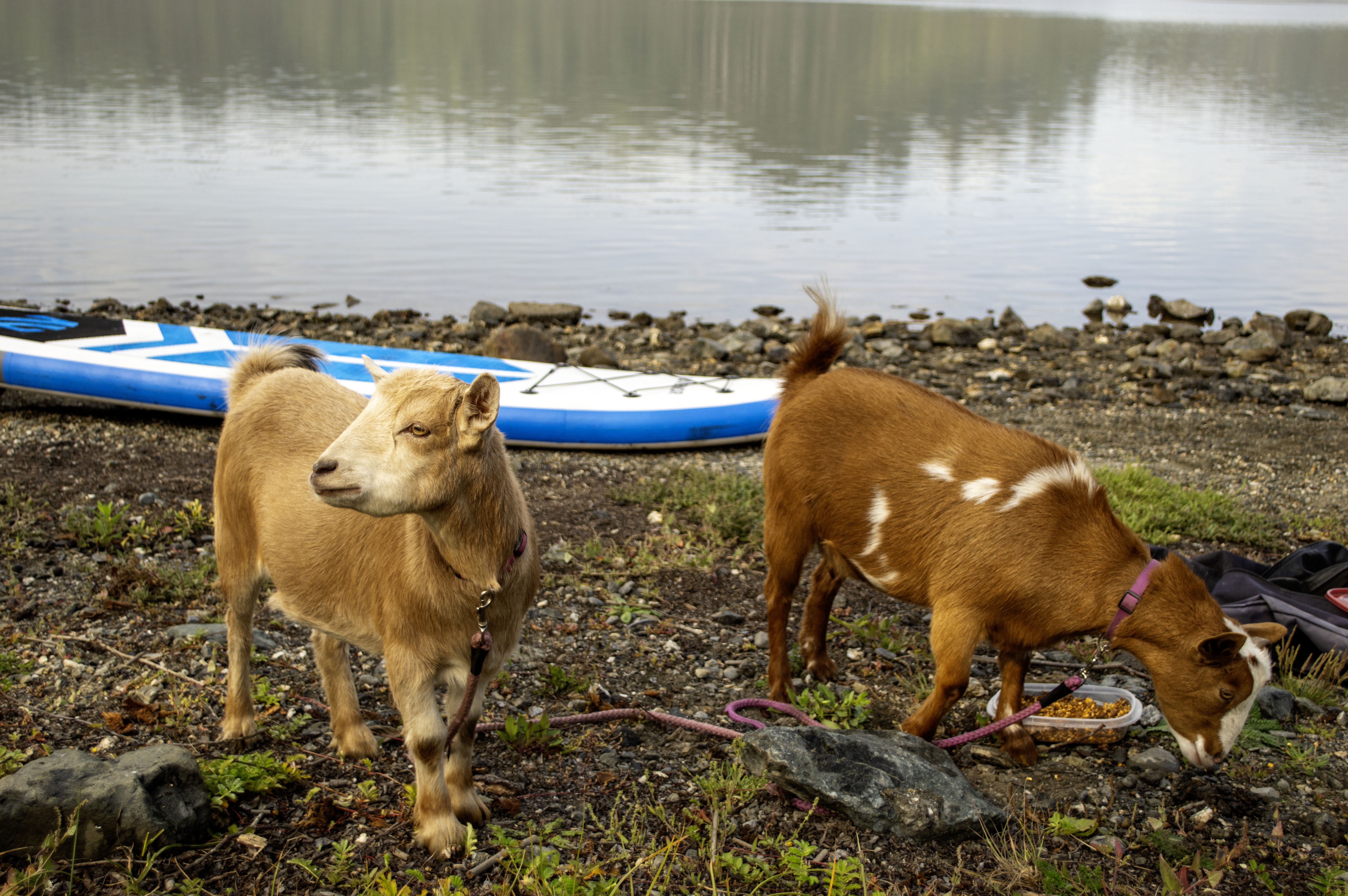 (PHOTOS) Humboldt's Paddleboarding GOATs (Literally) | Lost Coast ...