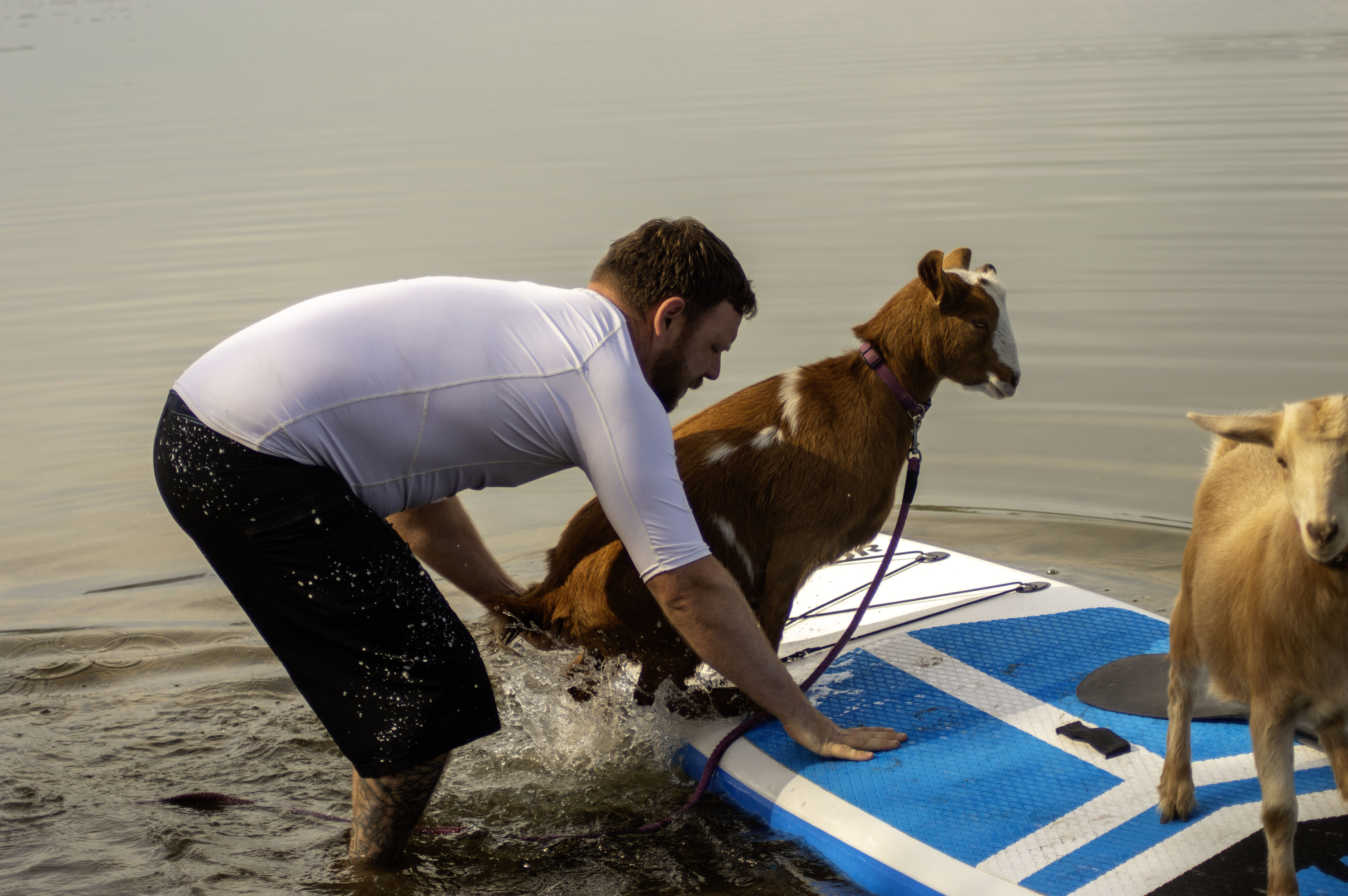 (PHOTOS) Humboldt's Paddleboarding GOATs (Literally) | Lost Coast ...