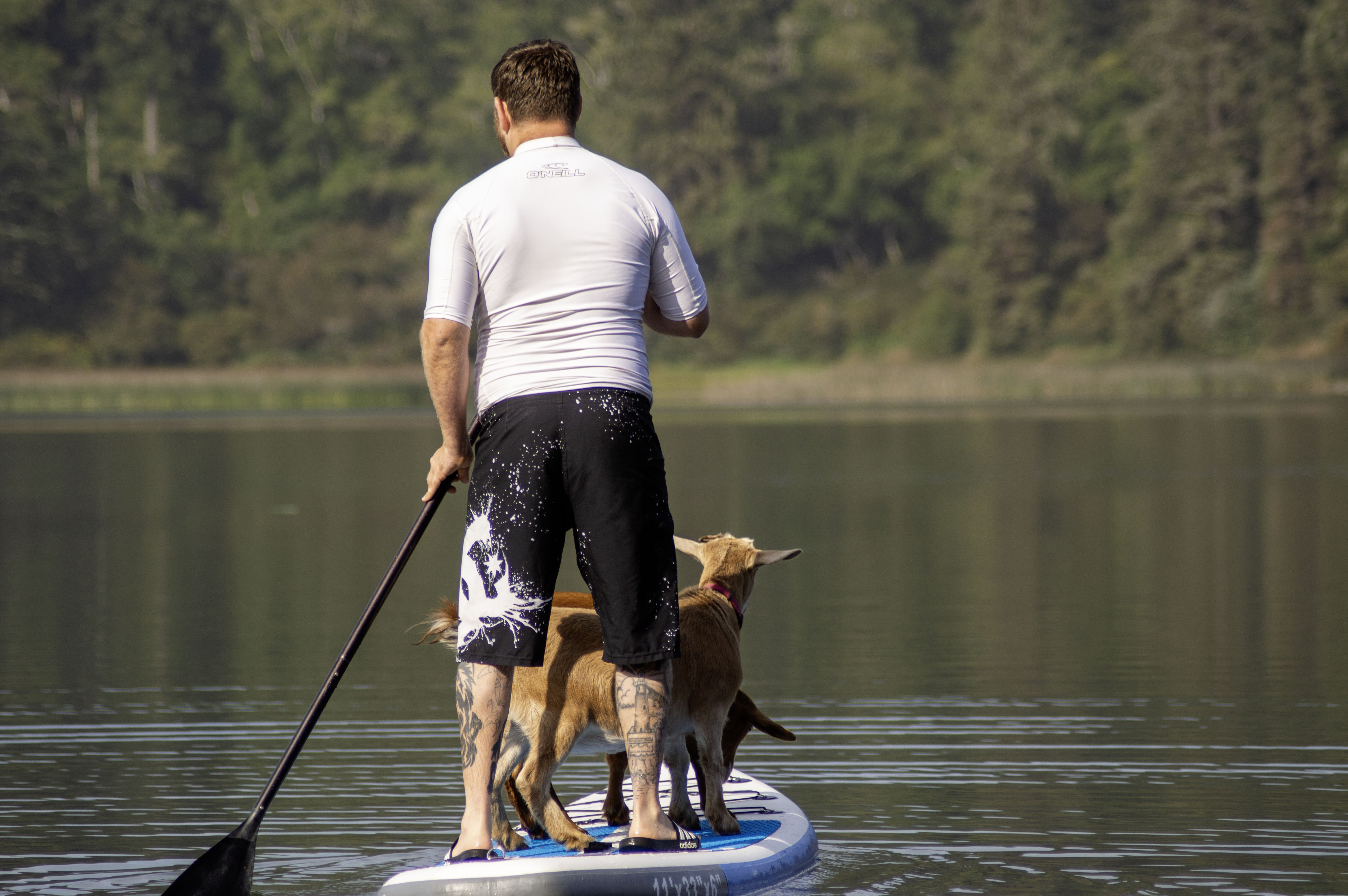 (PHOTOS) Humboldt's Paddleboarding GOATs (Literally) | Lost Coast ...