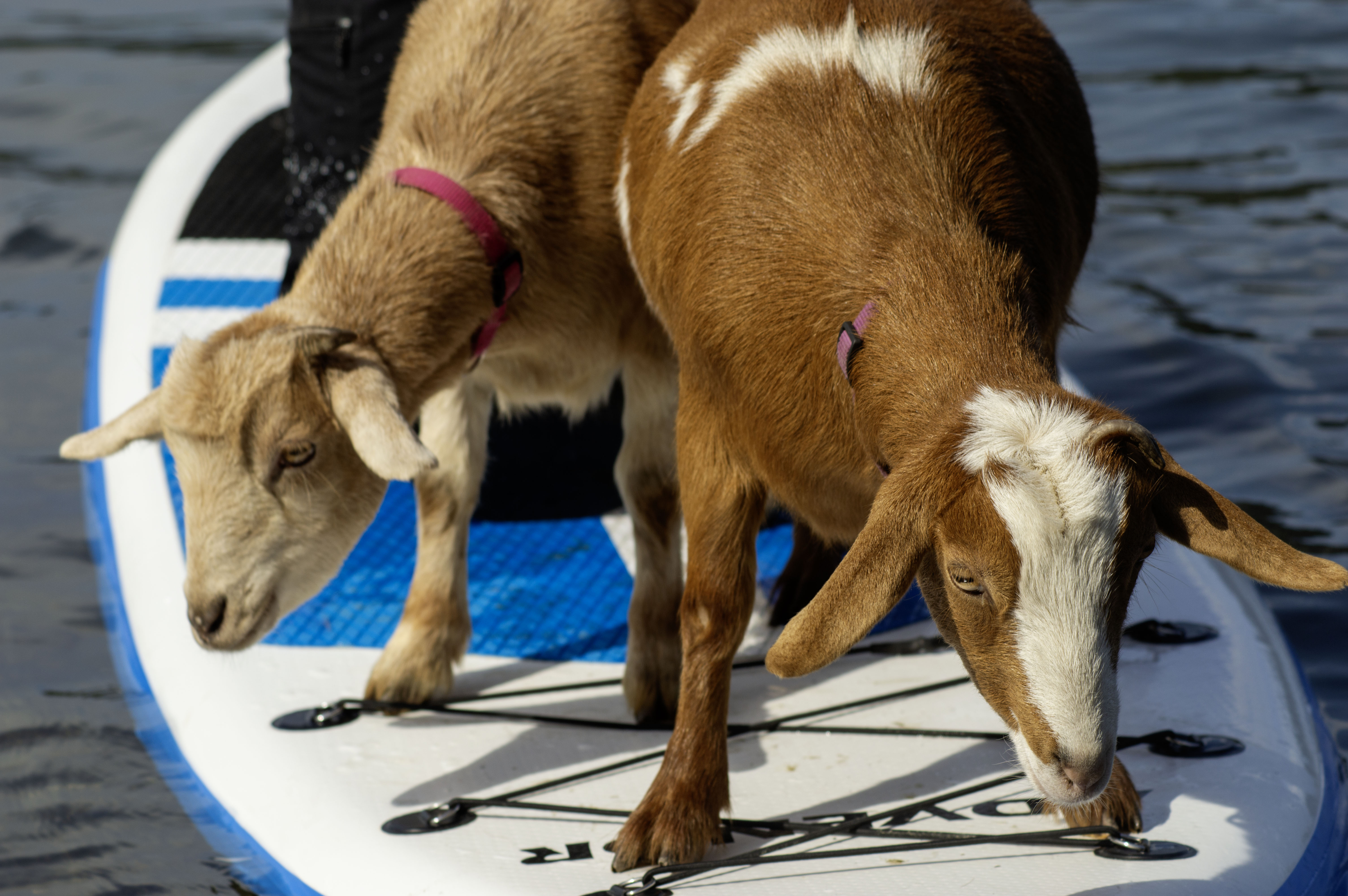 (PHOTOS) Humboldt's Paddleboarding GOATs (Literally) | Lost Coast ...