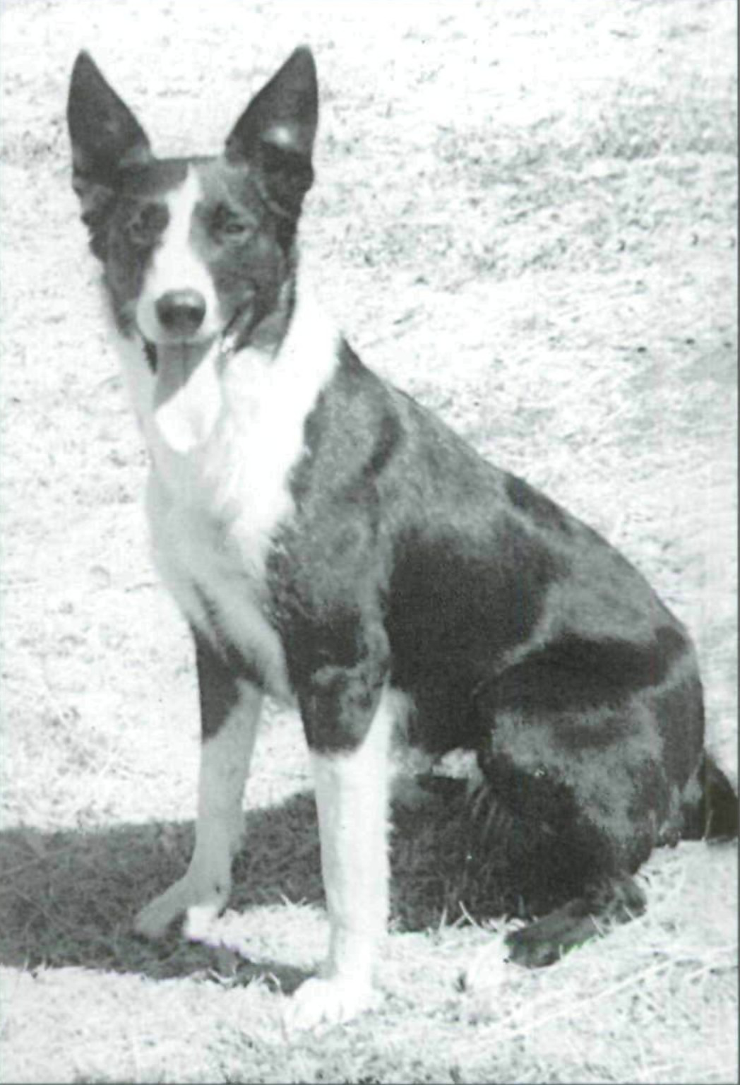 HUMBOLDT HISTORY: Cattle Dogs I Have Known | Lost Coast Outpost ...