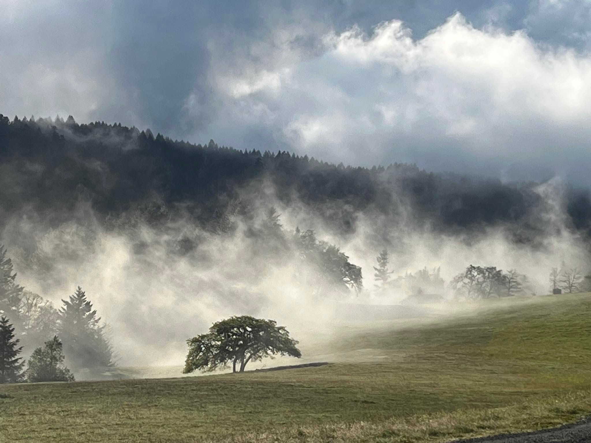 Returning to Our Roots: Sacred Groves to Bring ‘Green’ Burials to Tree ...