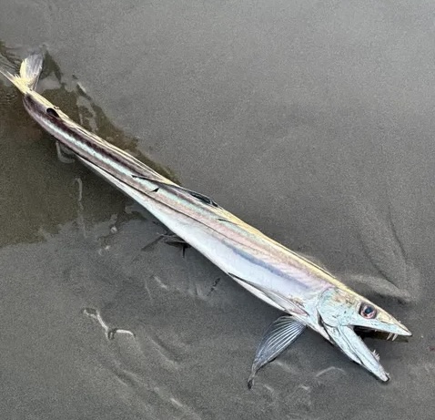 Long-Fanged, Hermaphroditic Cannibal Fish From the 'Twilight Zone ...