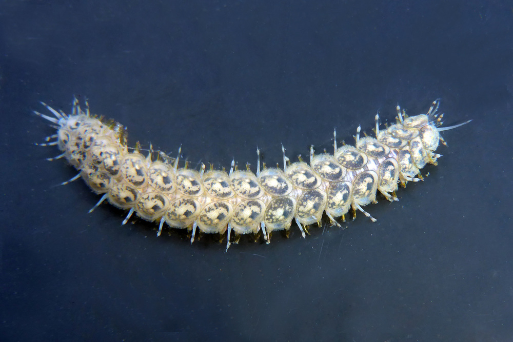 Halosydna brevisetosa (Eighteen-scaled worm) | Humboldt Life | Lost ...