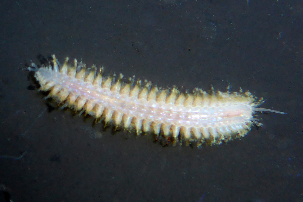 Halosydna brevisetosa (Eighteen-scaled worm) | Humboldt Life | Lost ...