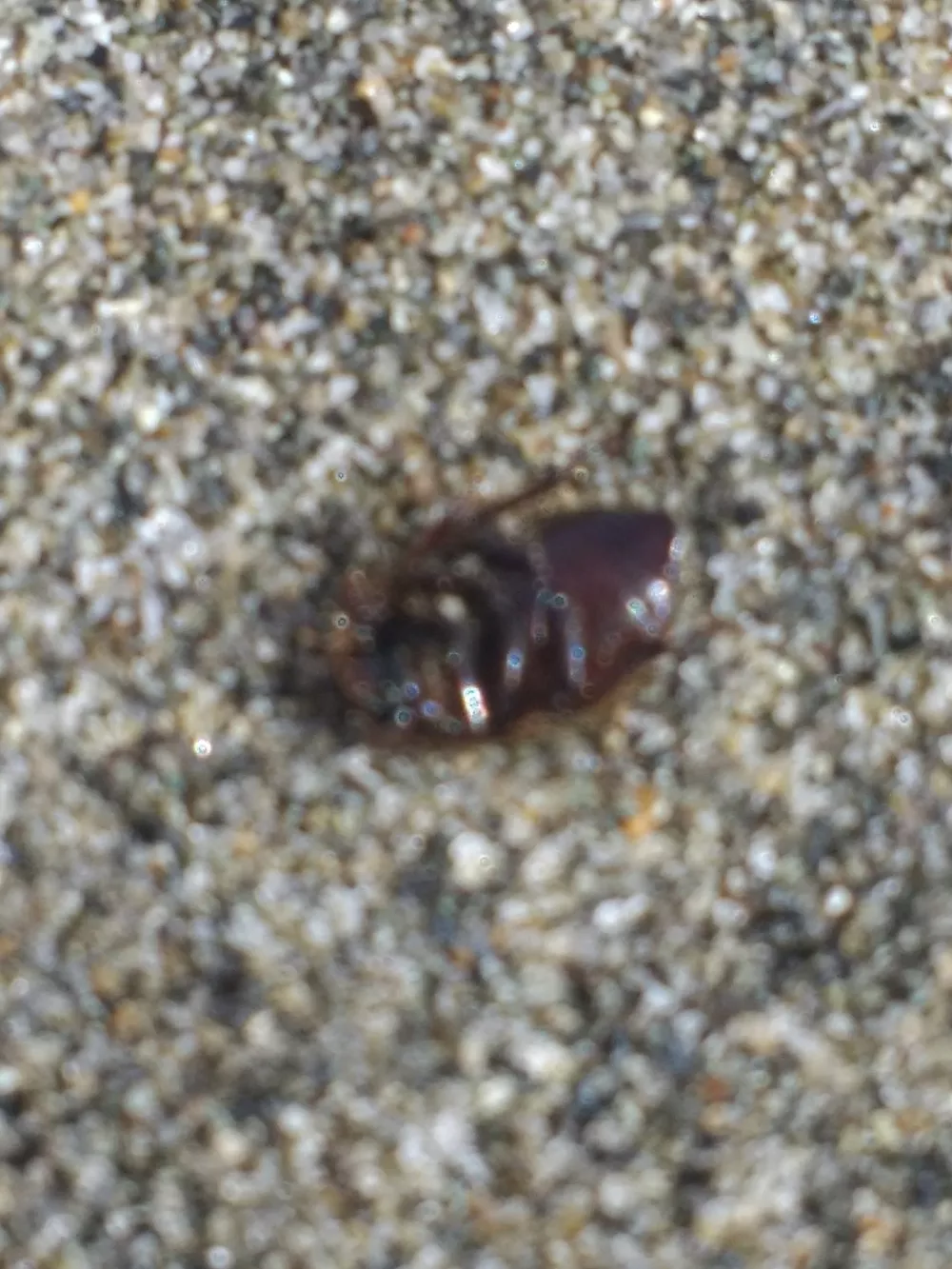 Coelus ciliatus (Ciliate dune beetle) | Humboldt Life | Lost Coast ...