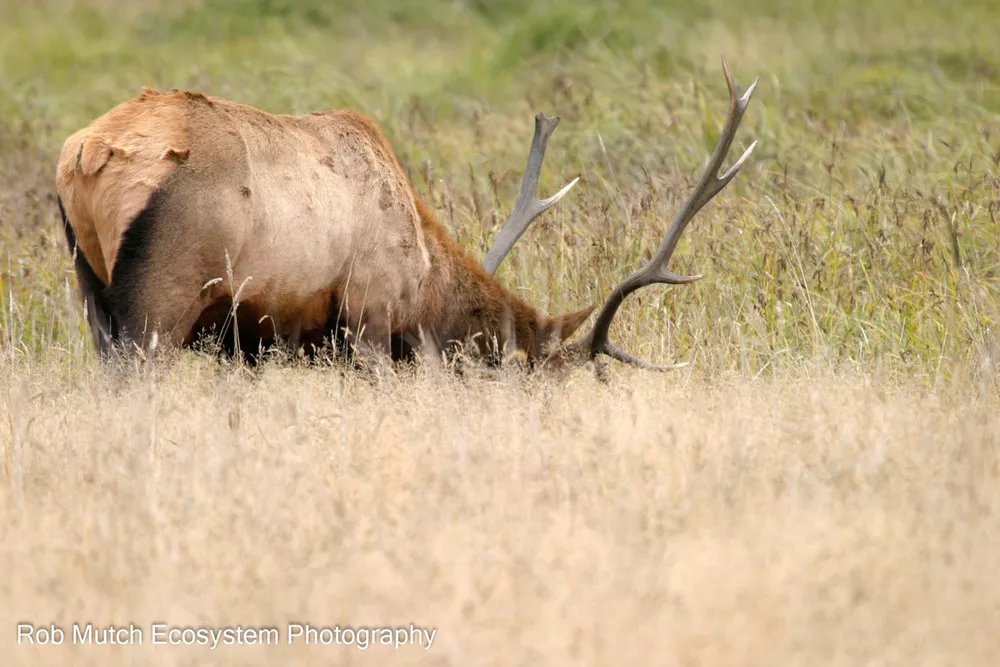 Cervus | Humboldt Life | Lost Coast Outpost | Humboldt County News