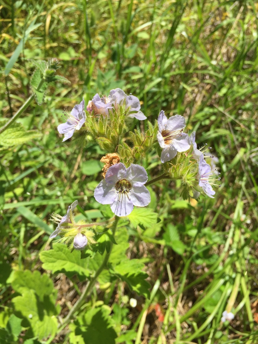 Phacelia bolanderi (Bolander's phacelia) | Humboldt Life | Lost Coast ...