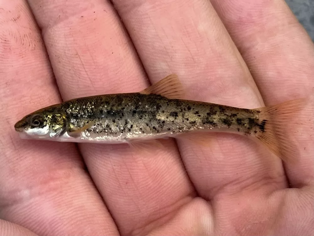 Leuciscidae (True minnows) | Humboldt Life | Lost Coast Outpost ...