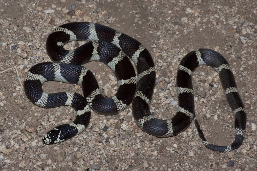 Lampropeltis (Kingsnakes and milk snakes) | Humboldt Life | Lost Coast ...