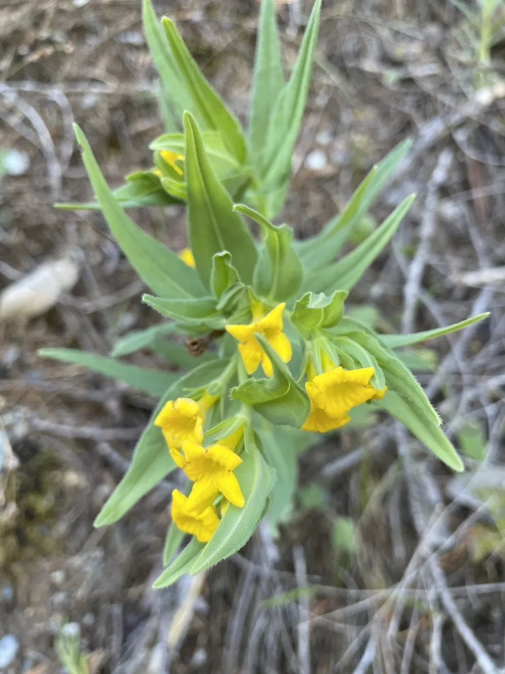 Lithospermum (Stoneseeds, puccoons, and gromwells) | Humboldt Life ...