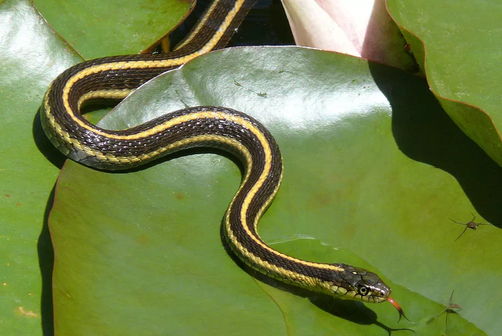 Colubridae (Colubrid snakes) | Humboldt Life | Lost Coast Outpost ...