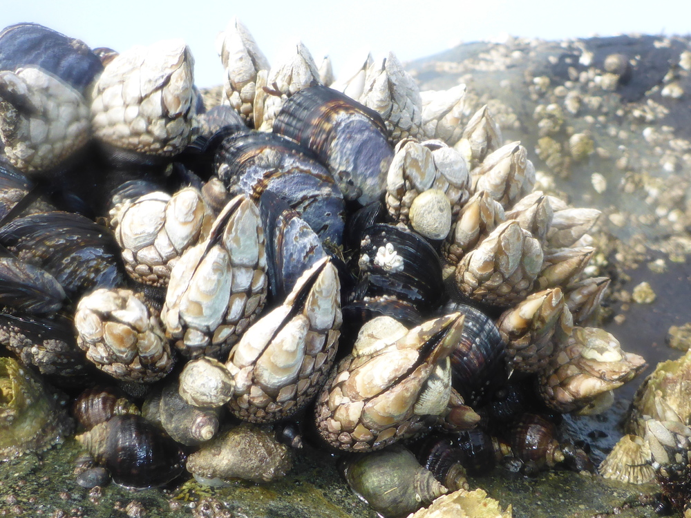 Pollicipes polymerus (Gooseneck barnacle) | Humboldt Life | Lost Coast ...