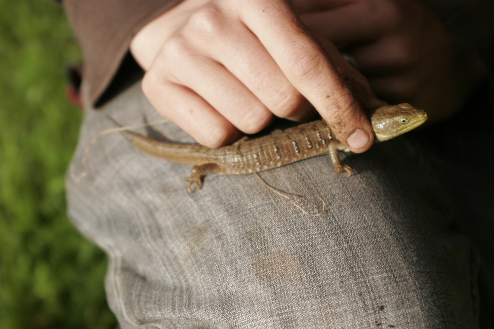 Elgaria multicarinata scincicauda (Oregon alligator lizard) | Humboldt ...