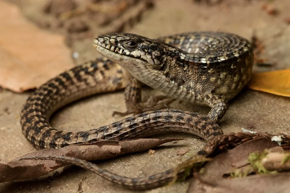Squamata (Snakes and lizards) | Humboldt Life | Lost Coast Outpost ...