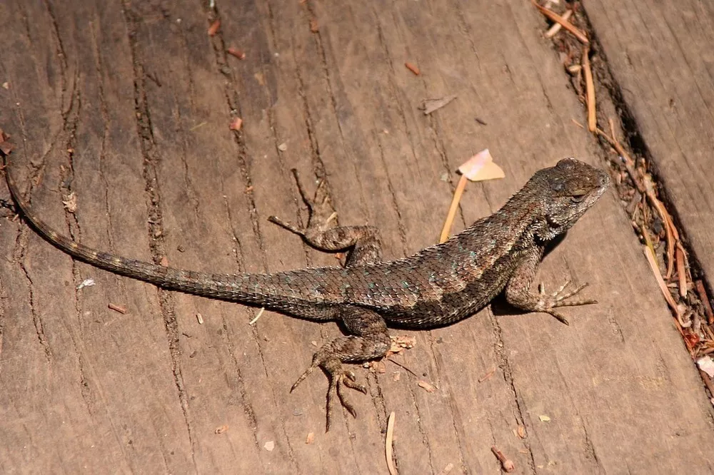 Sceloporus occidentalis occidentalis (Northwestern fence lizard ...