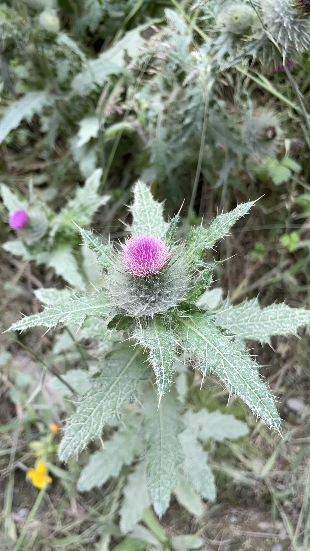 Cirsium brevistylum (Short-styled thistle) | Humboldt Life | Lost Coast ...