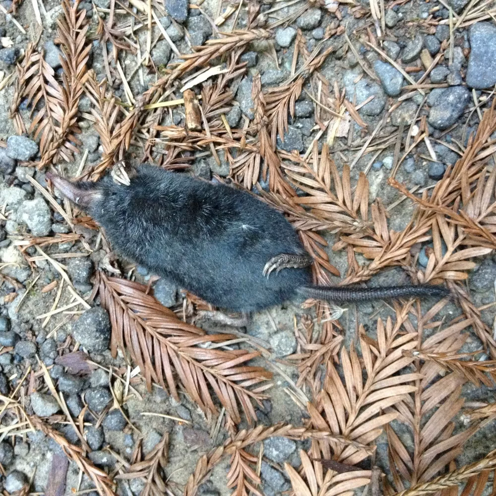 Neurotrichus gibbsii (American shrewmole) | Humboldt Life | Lost Coast ...
