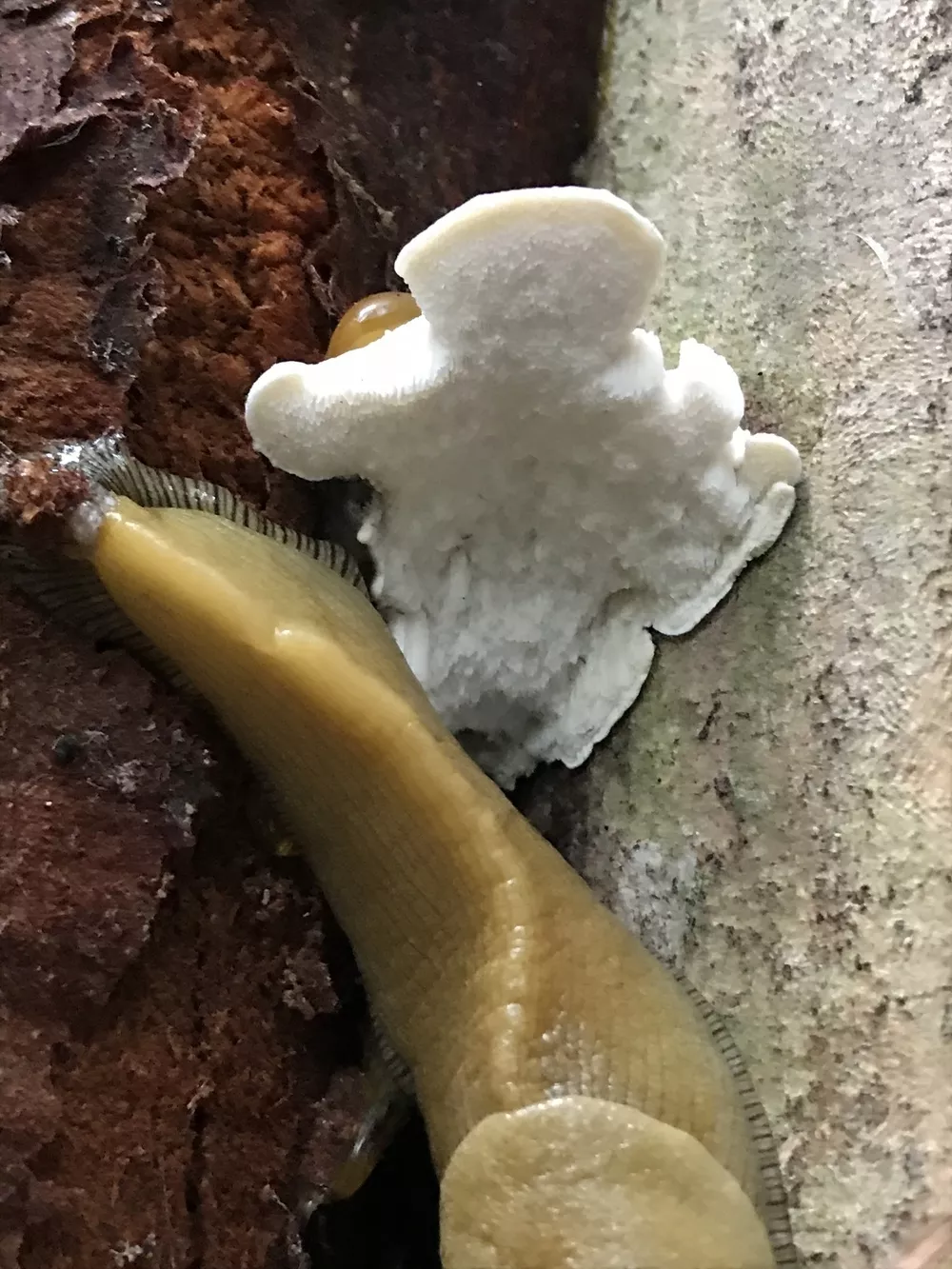 Tyromyces chioneus (White cheese polypore) | Humboldt Life | Lost Coast ...