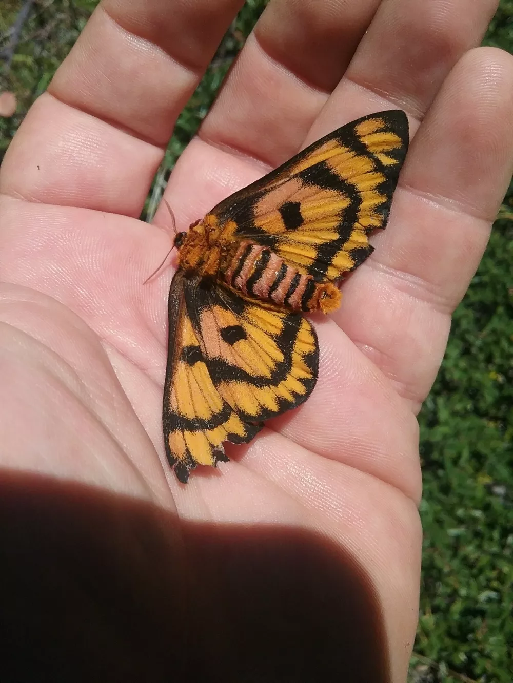 Hemileuca eglanterina (Western sheep moth) | Humboldt Life | Lost Coast ...