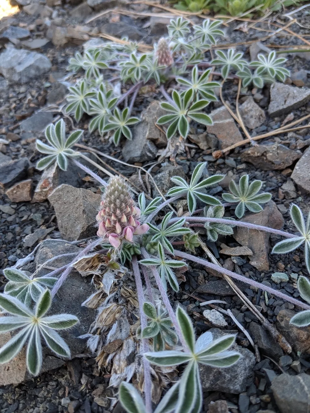 Lupinus constancei (Lassics lupine) | Humboldt Life | Lost Coast ...