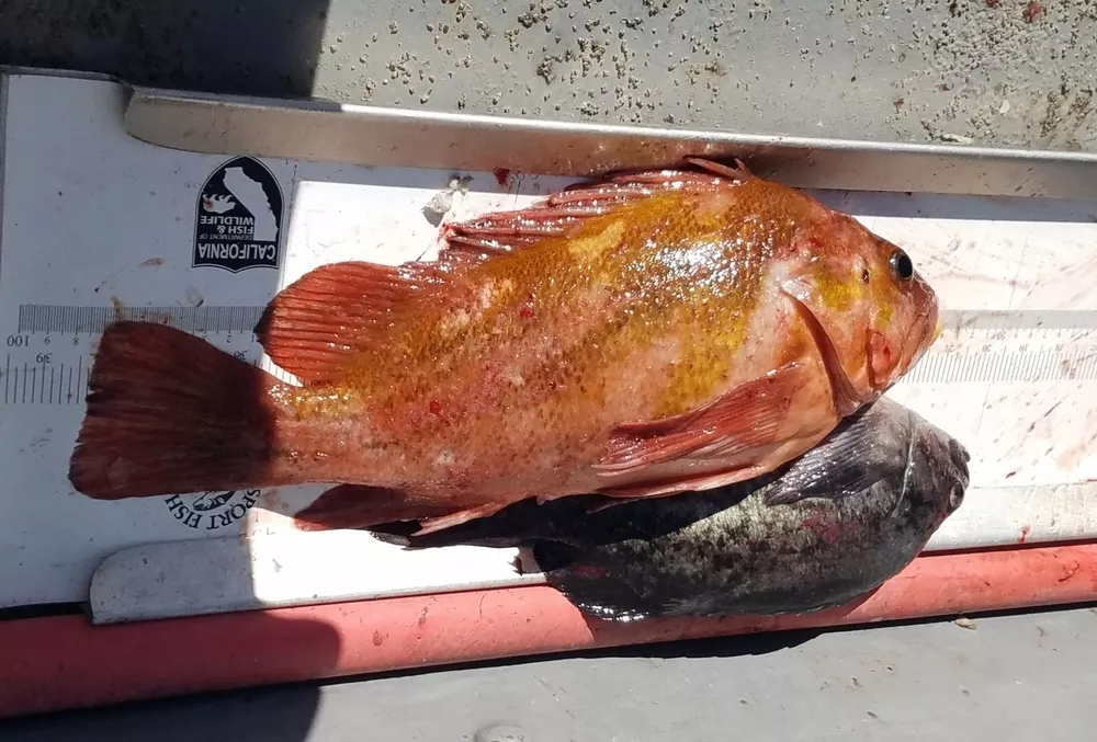 Sebastes caurinus (Copper rockfish) | Humboldt Life | Lost Coast ...