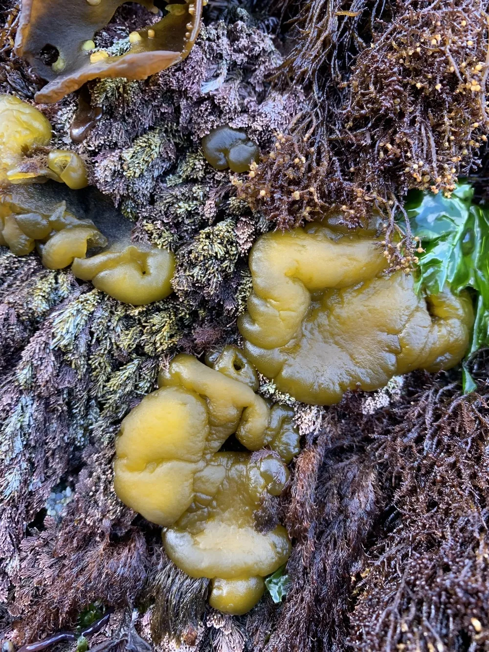 Leathesia marina (Sea cauliflower) | Humboldt Life | Lost Coast Outpost ...