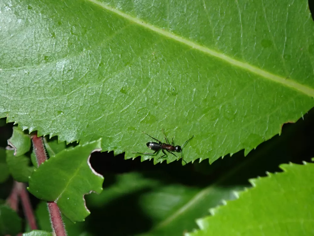 Camponotus vicinus (Bicolored carpenter ant) | Humboldt Life | Lost ...