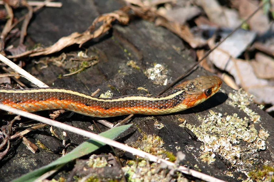 Thamnophis sirtalis infernalis (California red-sided garter snake ...