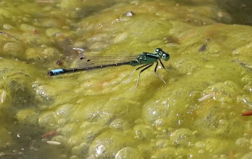 Ischnura perparva (Western forktail) | Humboldt Life | Lost Coast ...