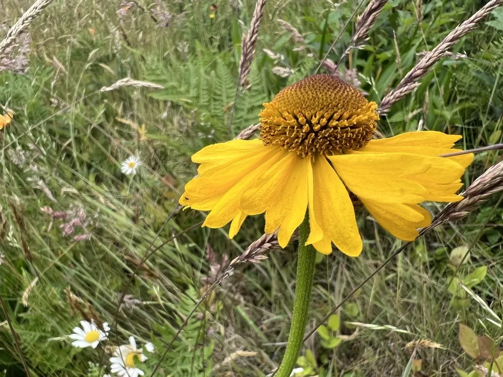 Helenium bolanderi (Coastal sneezeweed) | Humboldt Life | Lost Coast ...