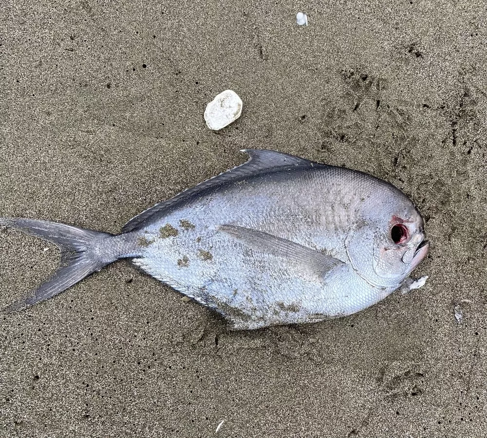 Brama japonica (Pacific pomfret) | Humboldt Life | Lost Coast Outpost ...