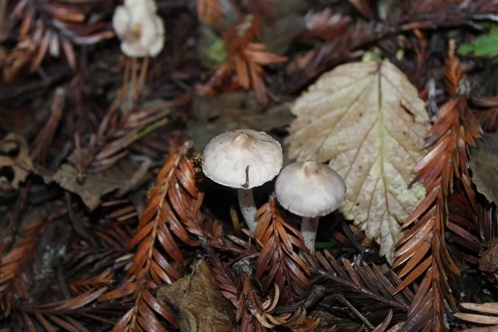 Inocybe lilacina (Lilac fibrecap) | Humboldt Life | Lost Coast Outpost ...