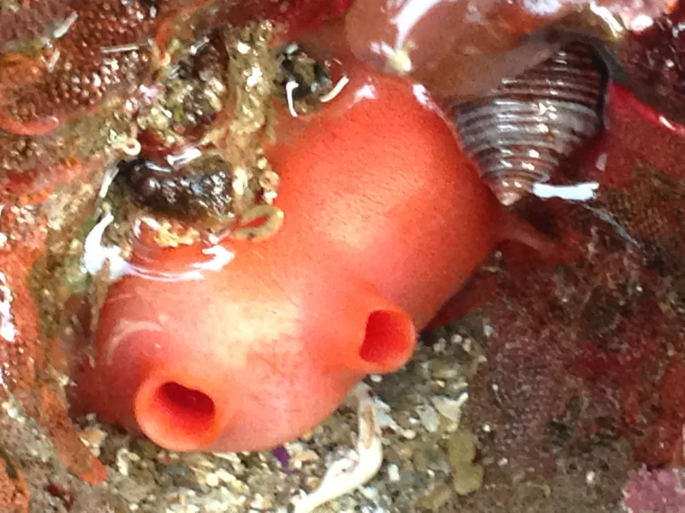 Ascidiacea (Sea squirts) | Humboldt Life | Lost Coast Outpost ...