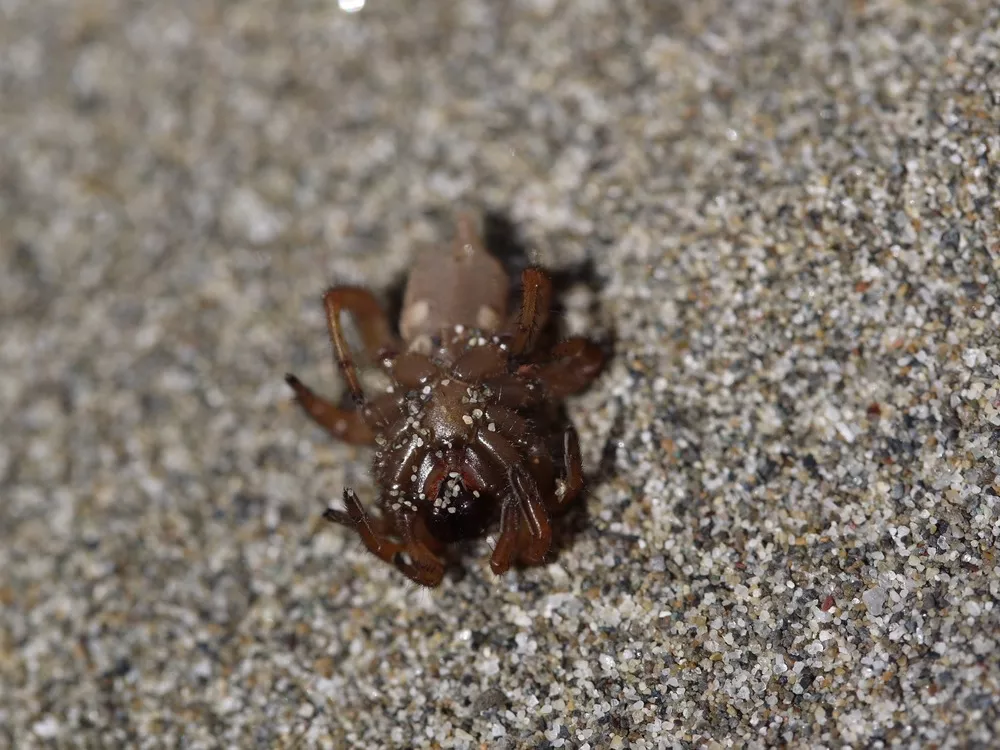 Aptostichus | Humboldt Life | Lost Coast Outpost | Humboldt County News