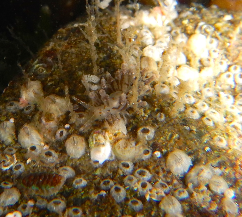 Eubranchus olivaceus (Green balloon aeolid) | Humboldt Life | Lost ...