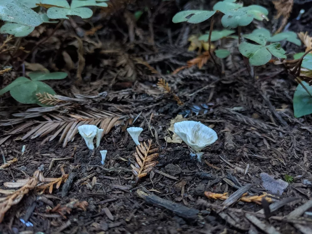 Cotylidia | Humboldt Life | Lost Coast Outpost | Humboldt County News