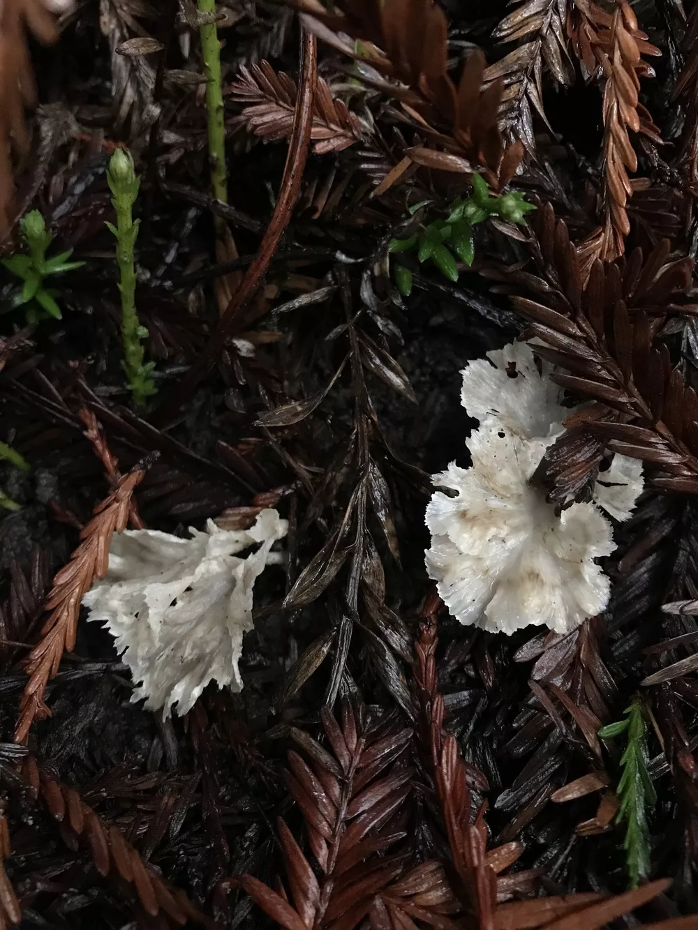 Cotylidia diaphana | Humboldt Life | Lost Coast Outpost | Humboldt ...