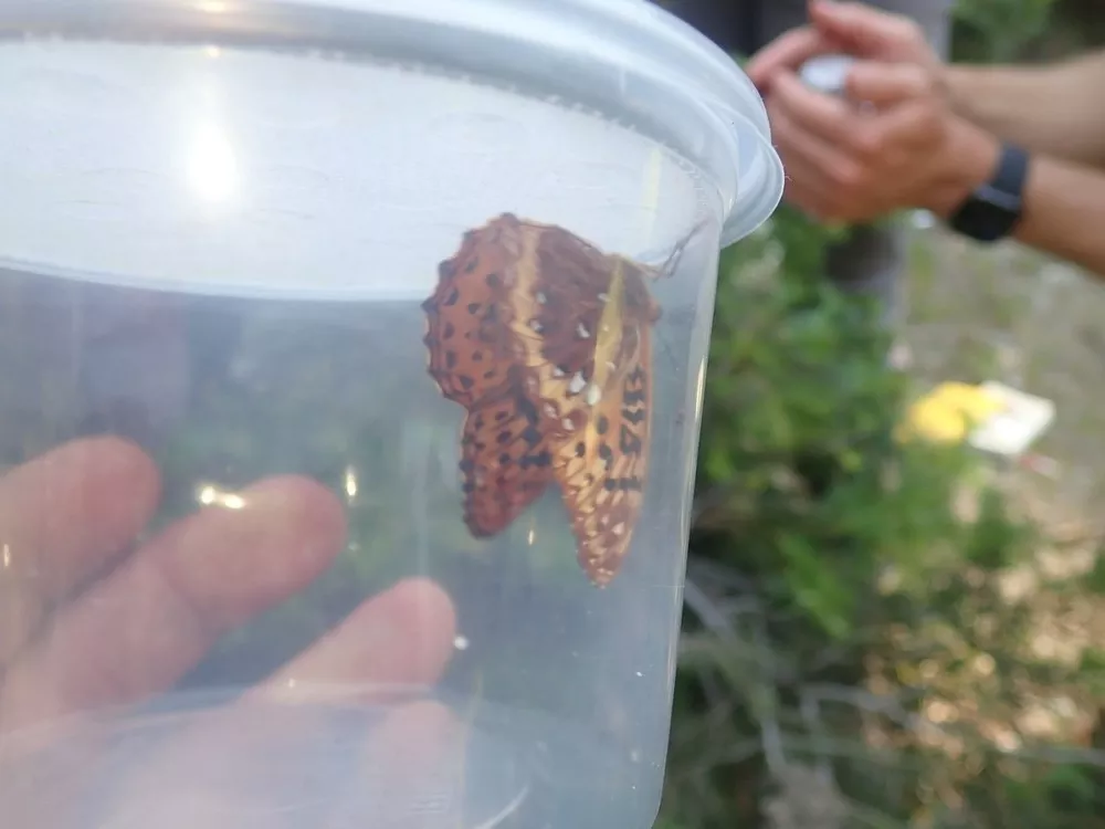 Argynnis cybele leto (Leto fritillary) | Humboldt Life | Lost Coast ...