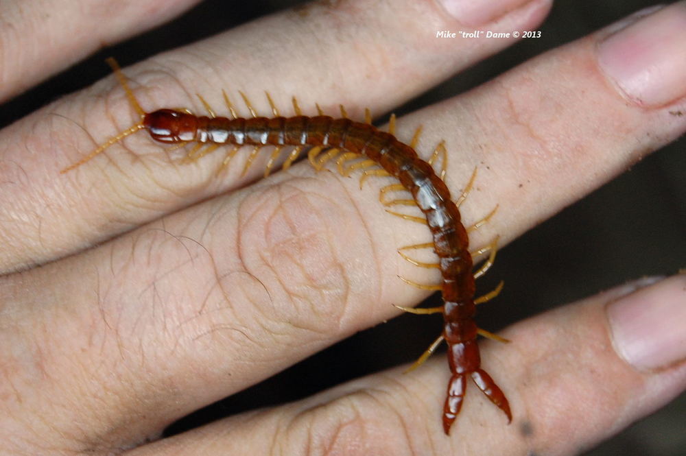 Scolopendromorpha (Tropical centipedes) | Humboldt Life | Lost Coast ...