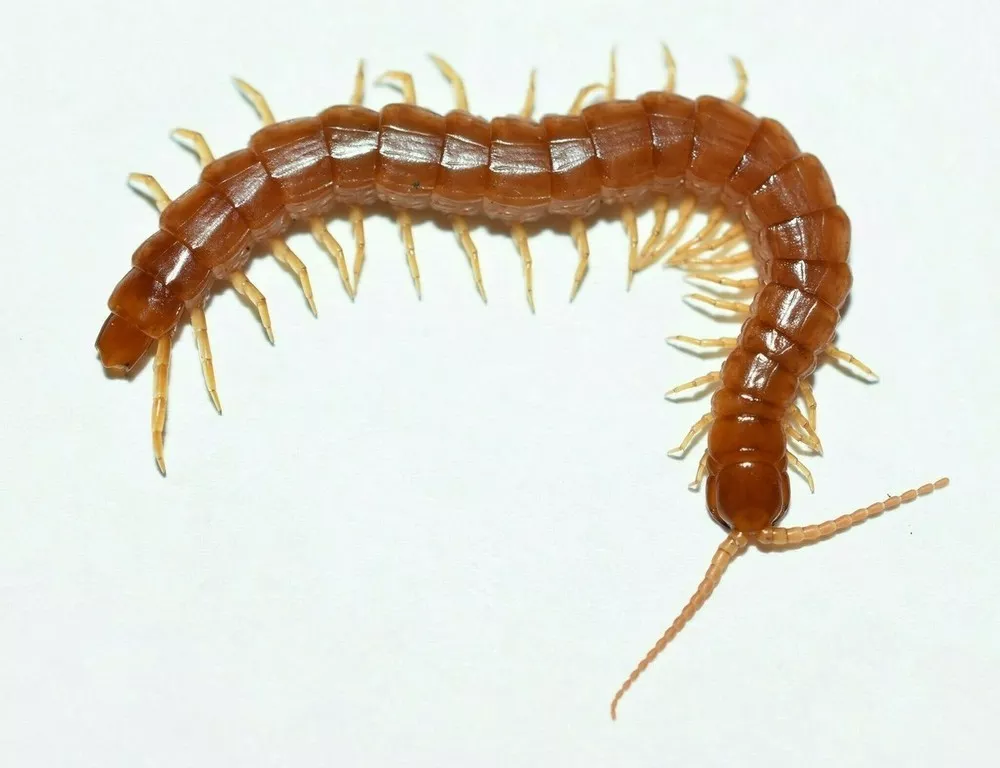 Scolopocryptops gracilis (Western fire centipede) | Humboldt Life ...