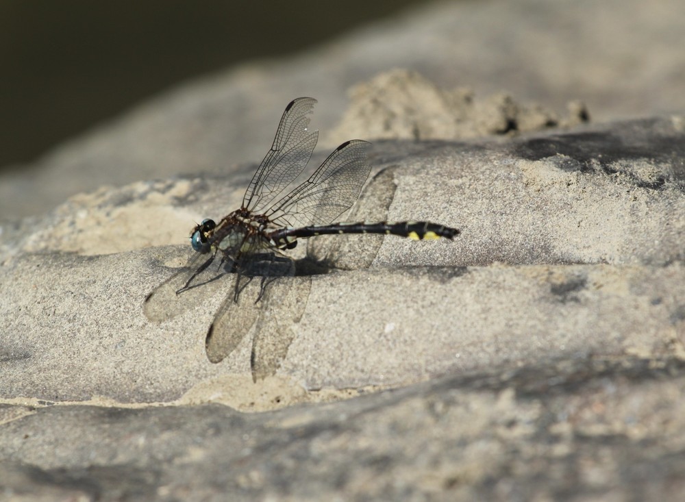Phanogomphus kurilis (Pacific clubtail) | Humboldt Life | Lost Coast ...