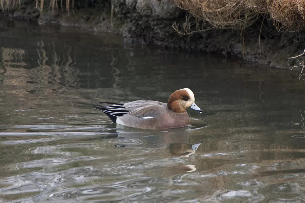 Mareca americana × penelope (American × eurasian wigeon) | Humboldt Life | Lost Coast Outpost ...