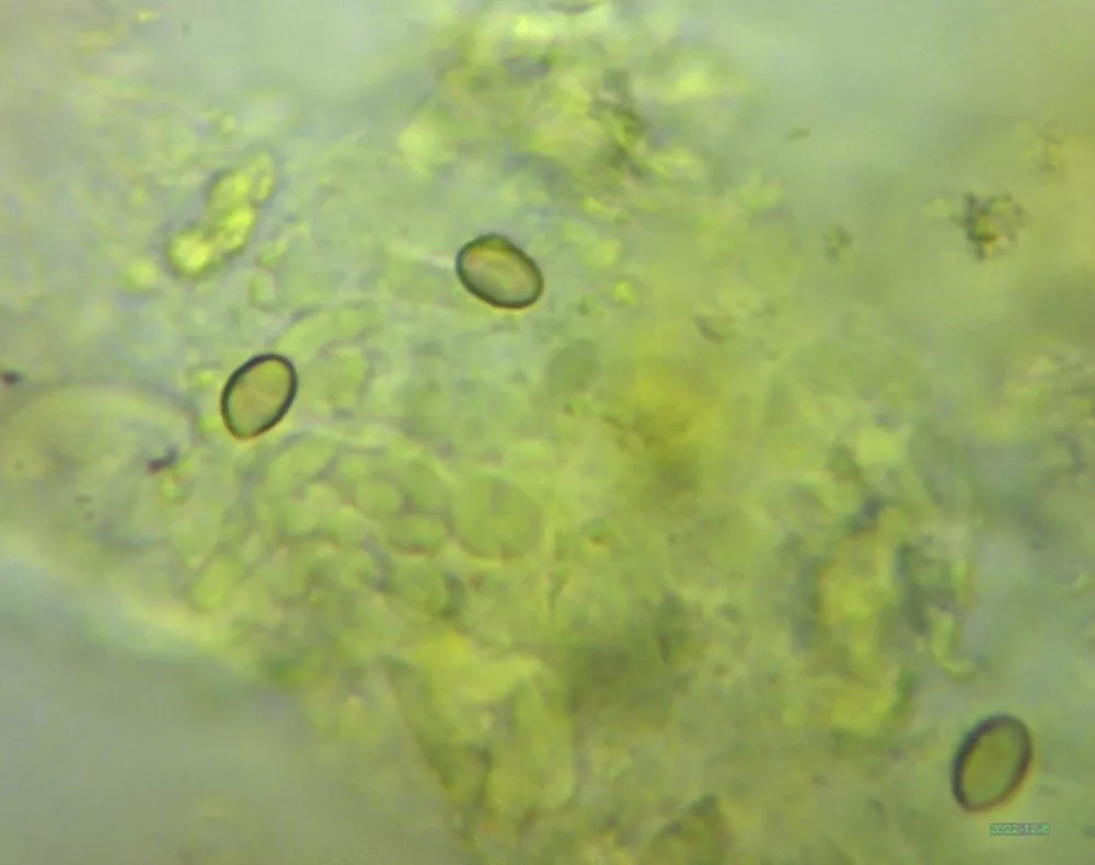 Pyrrhulomyces astragalinus (Conifer scalycap) | Humboldt Life | Lost ...