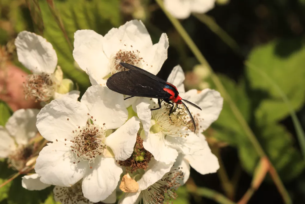 Ctenucha rubroscapus (White-tipped ctenucha) | Humboldt Life | Lost ...