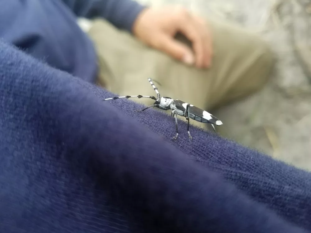 Rosalia funebris (Banded alder borer) | Humboldt Life | Lost Coast ...