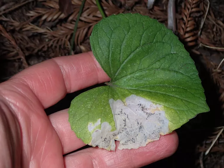 Nefusa | Humboldt Life | Lost Coast Outpost | Humboldt County News